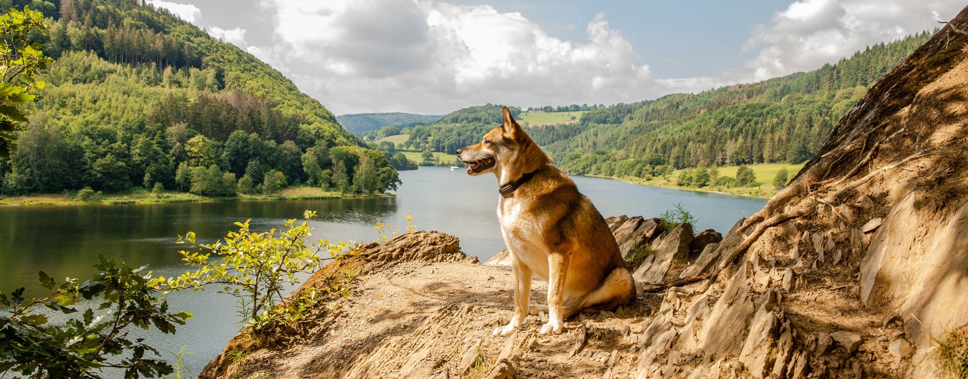Vakantiehuis in de Eifel met hond | Dormio Resort Eifeler Tor